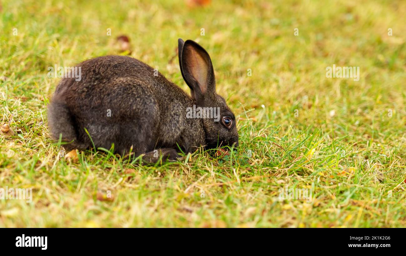 Beautiful cute rabbit eats grass in a meadow with summer green grass ...