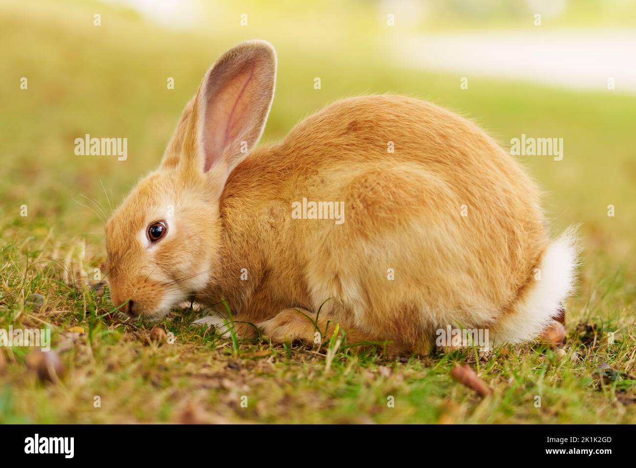 Cute red rabbit feeding on fresh green grass in a summer meadow ...