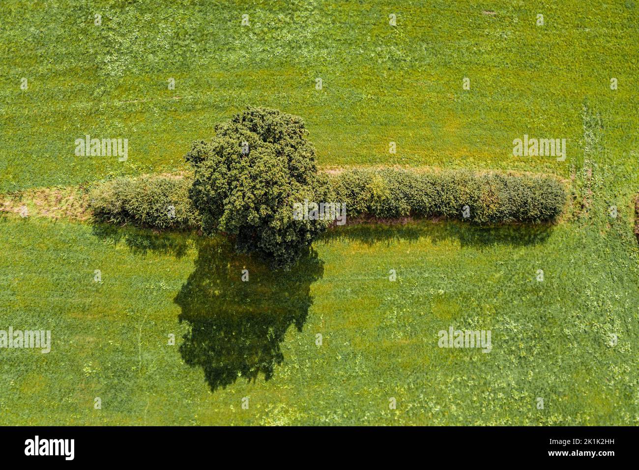 Overhead Shot of a Tree in a Field Stock Photo - Alamy