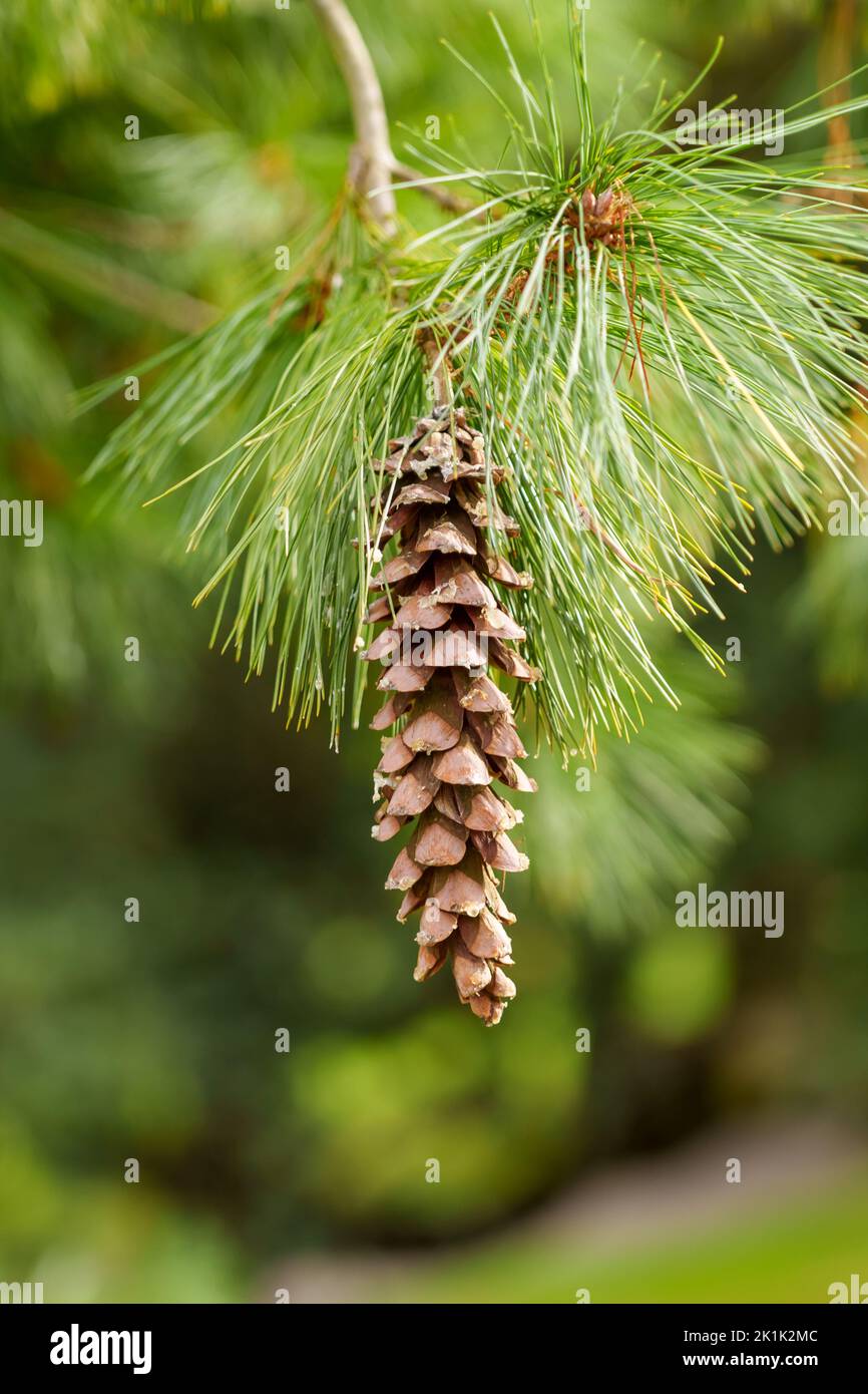 Seasonal pine cone of an evergreen coniferous tree in the forest close ...