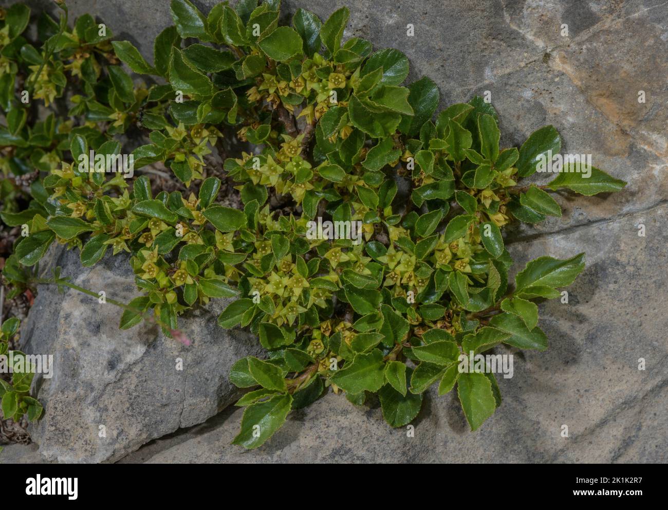 Dwarf Buckthorn, Rhamnus pumila, on limestone cliff, Maritime Alps ...