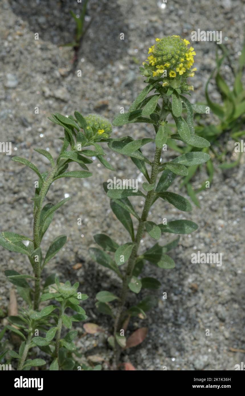 Simple alison hi-res stock photography and images - Alamy