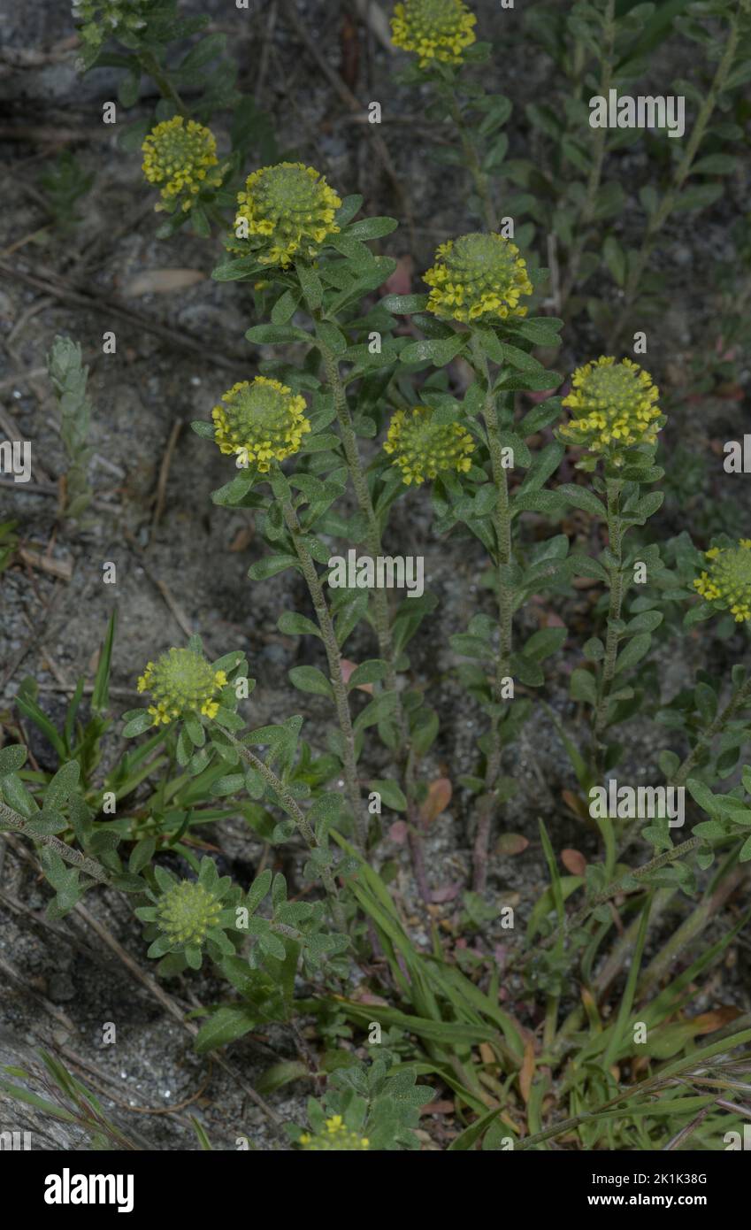 Simple Alison, Alyssum simplex, in flower on dry bank, Maritime Alps ...