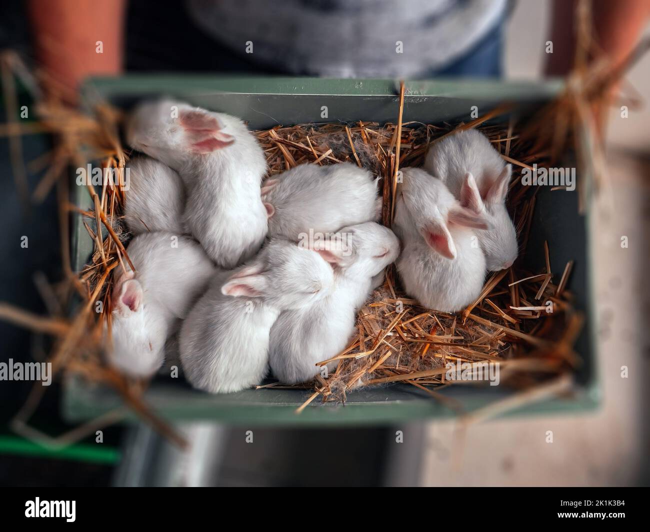 A farmer is holding a crate of young rabbits. Close-up of rabbits ...