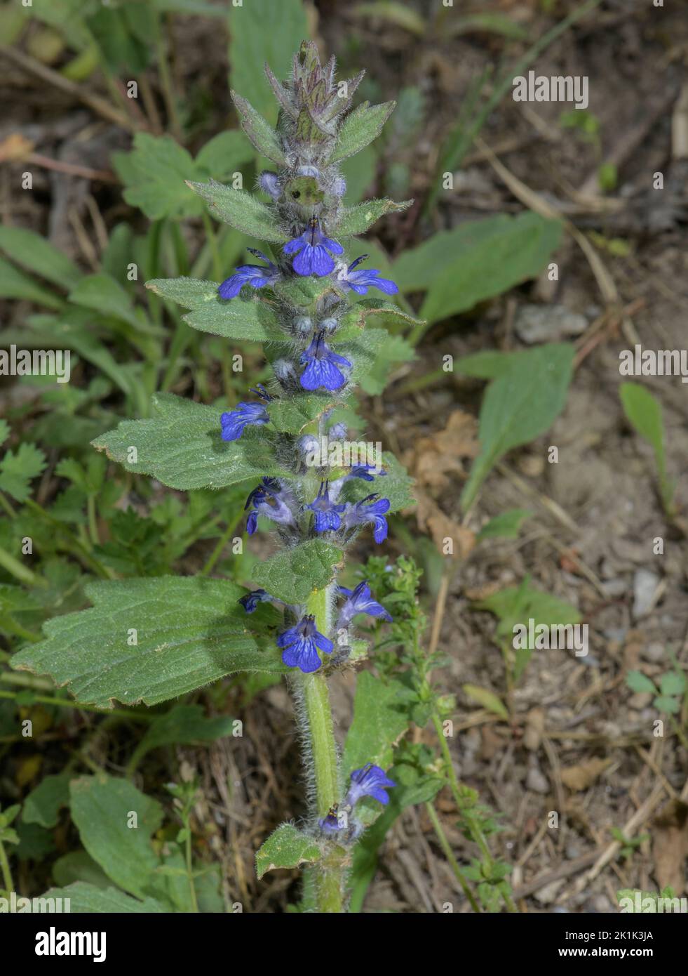 Blue bugle, Ajuga genevensis, in flower in meadow Stock Photo - Alamy