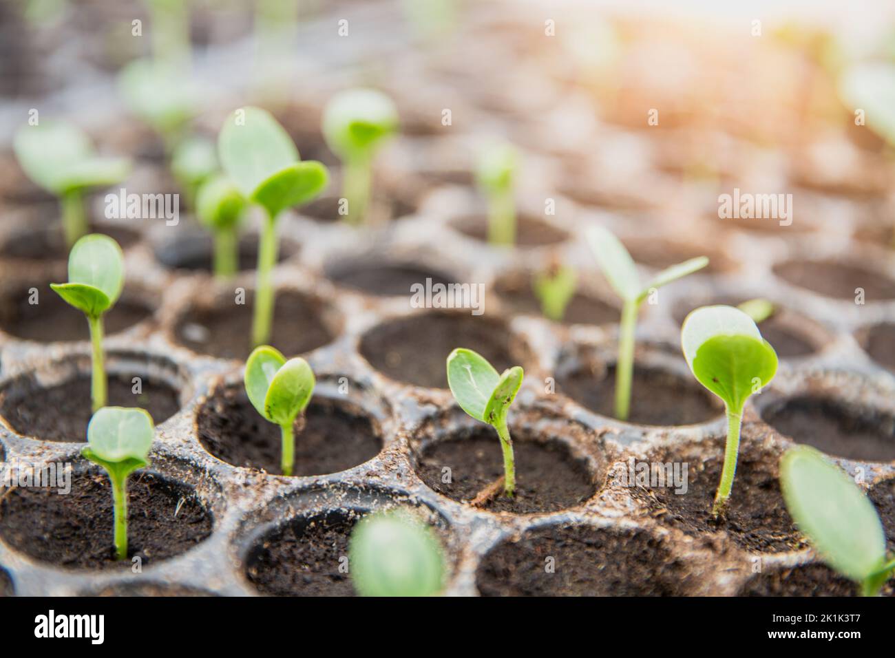 germinating seed to sprout of nut in agriculture and plant grow with ...