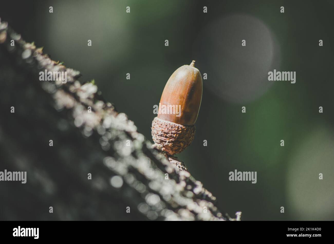 Acorn texture hi-res stock photography and images - Alamy