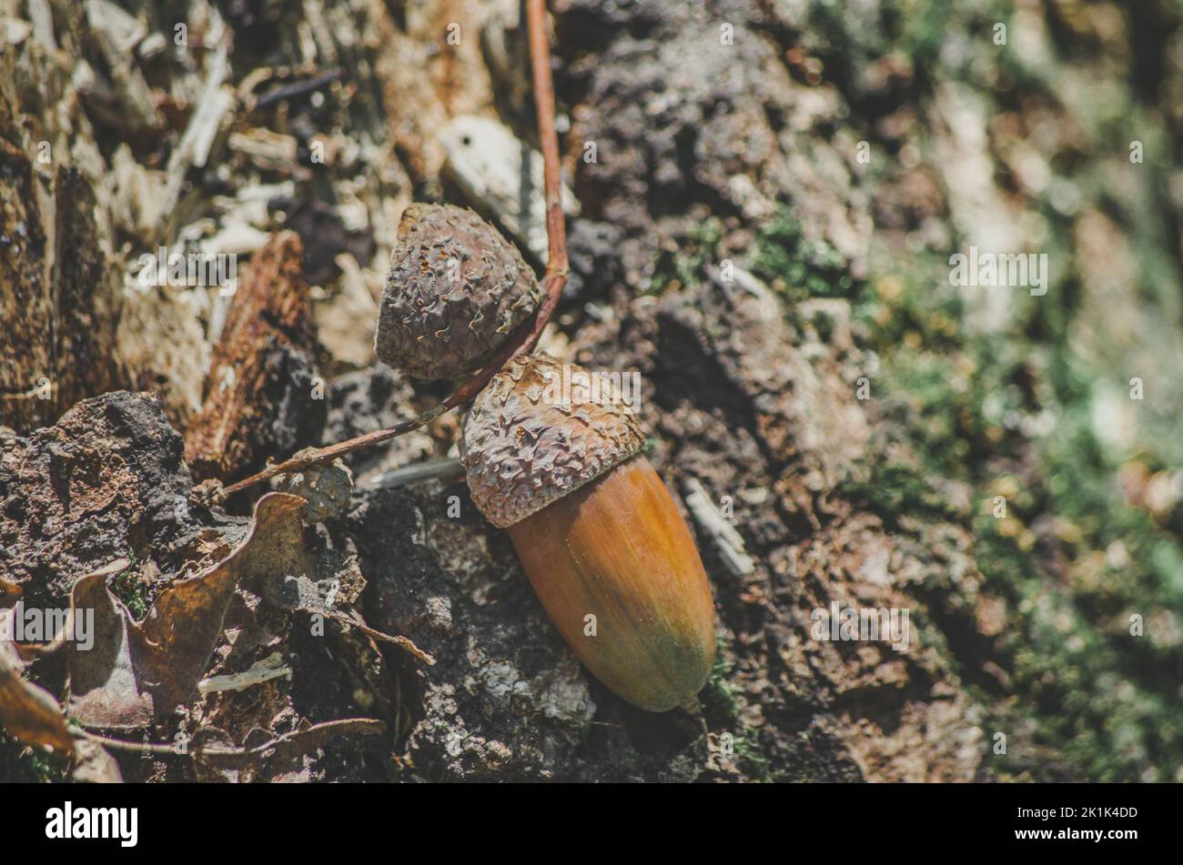 Acorn texture hi-res stock photography and images - Alamy