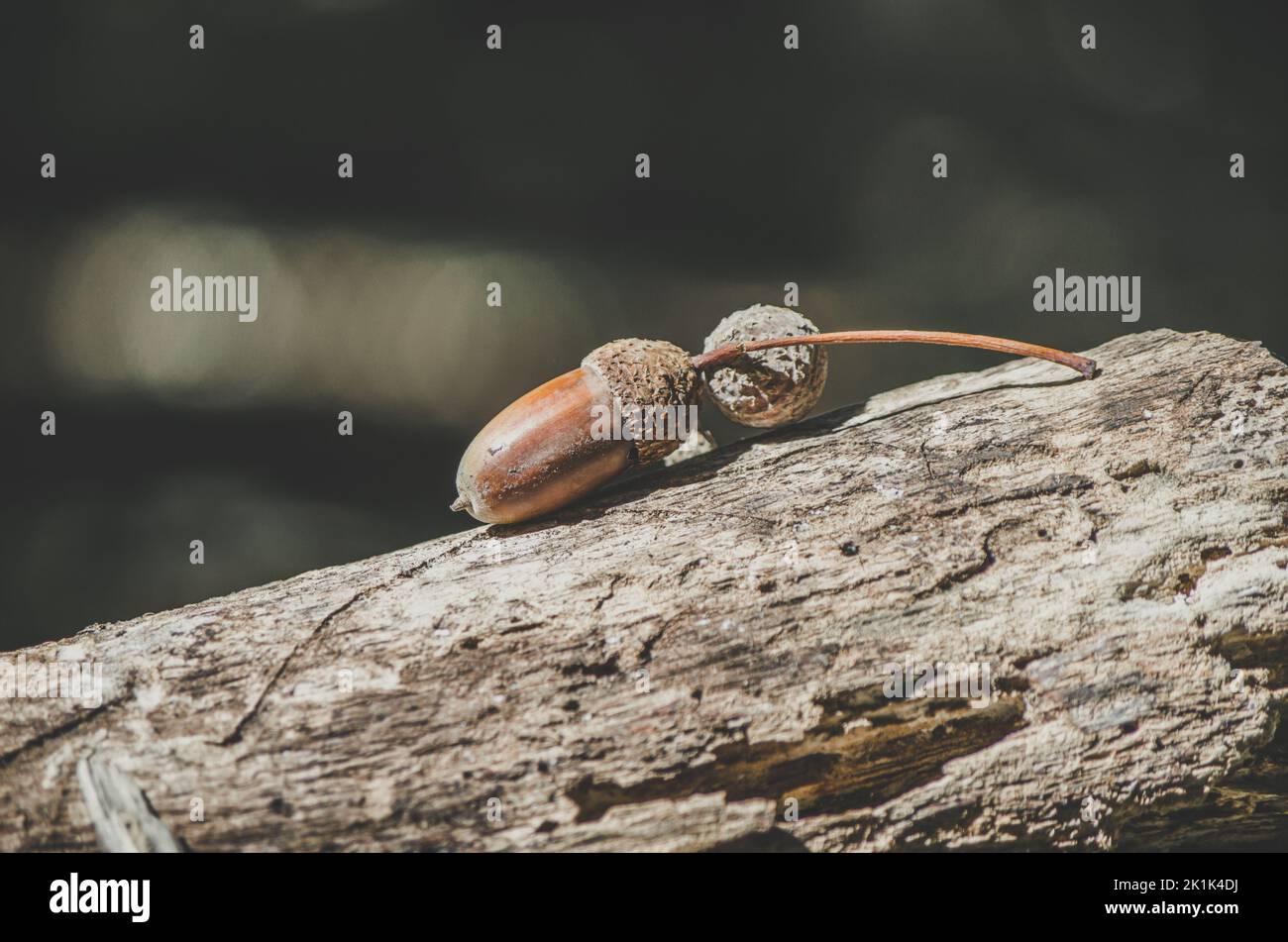 Acorn texture hi-res stock photography and images - Alamy