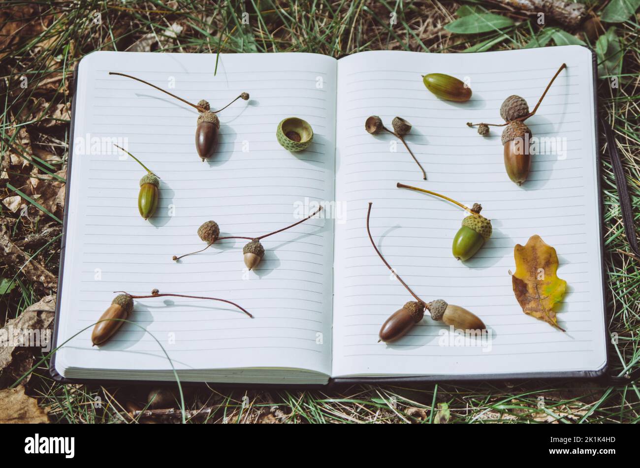 High angle notebook with various types of acorn on forest ground Stock ...