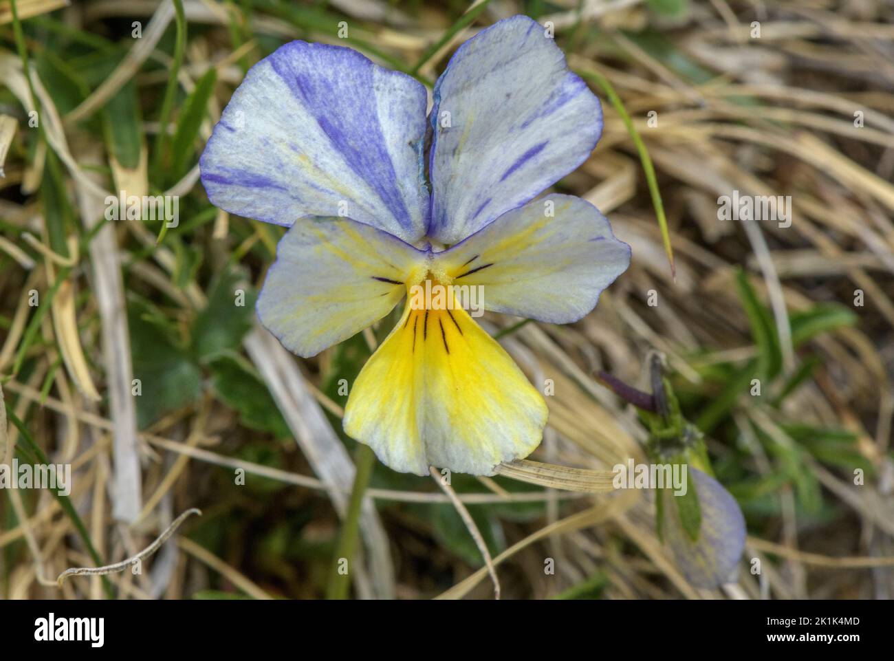 Colour form of Long-spurred Pansy, Viola calcarata in the Maritime Alps ...