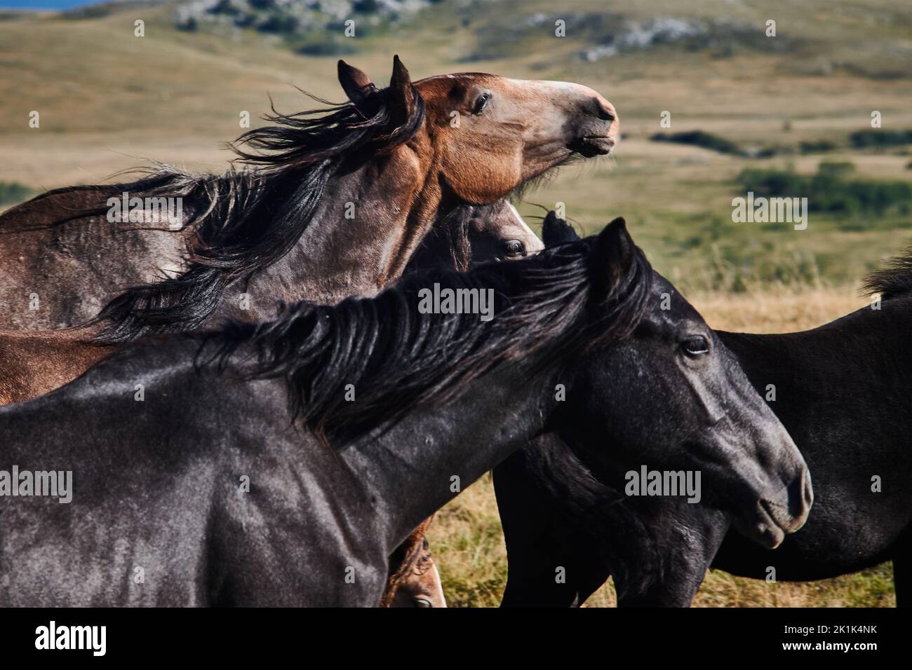 Shiny mane hi-res stock photography and images - Alamy