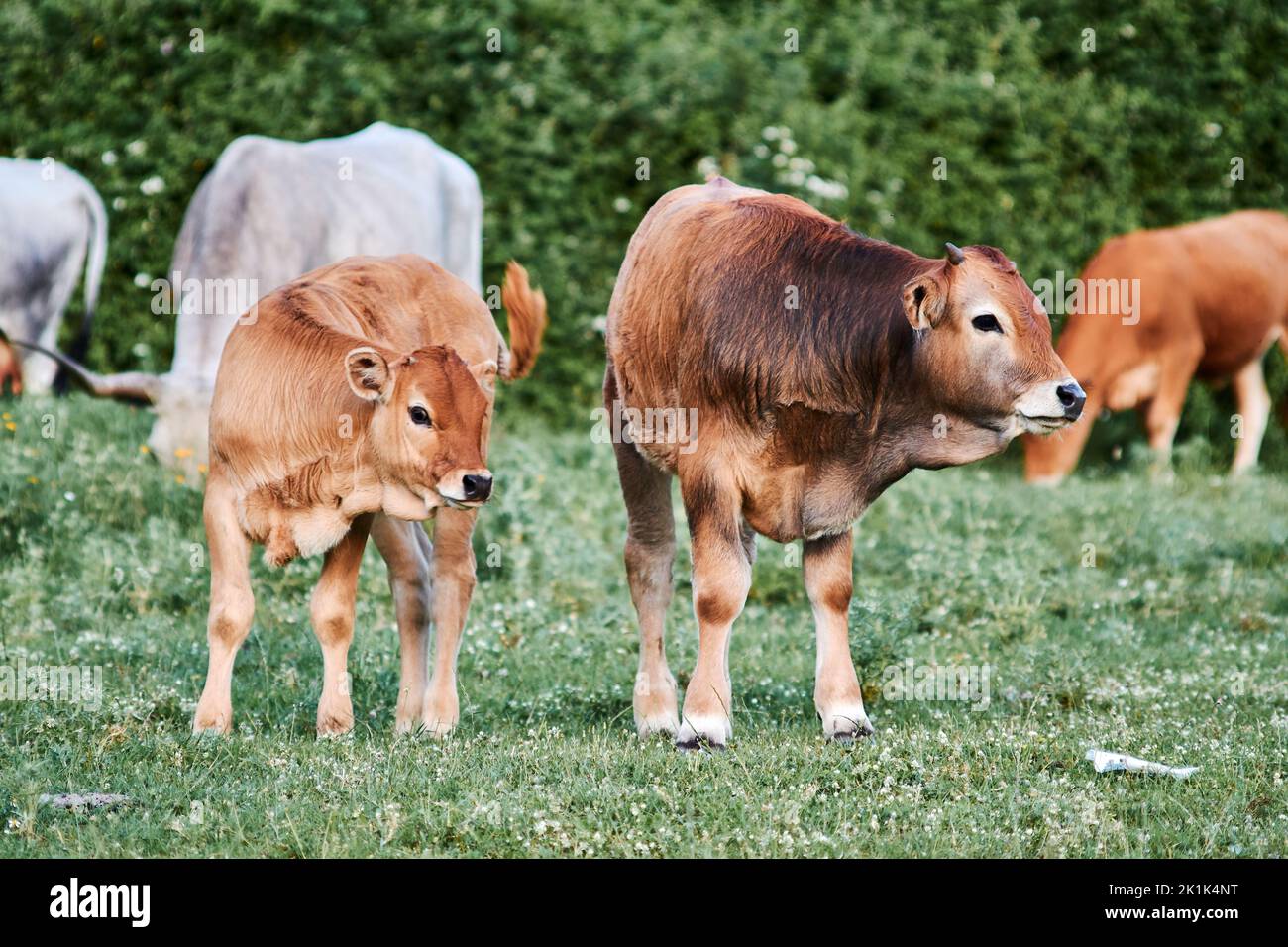 Adorable Parthenaise French cattle breed in a field Stock Photo - Alamy