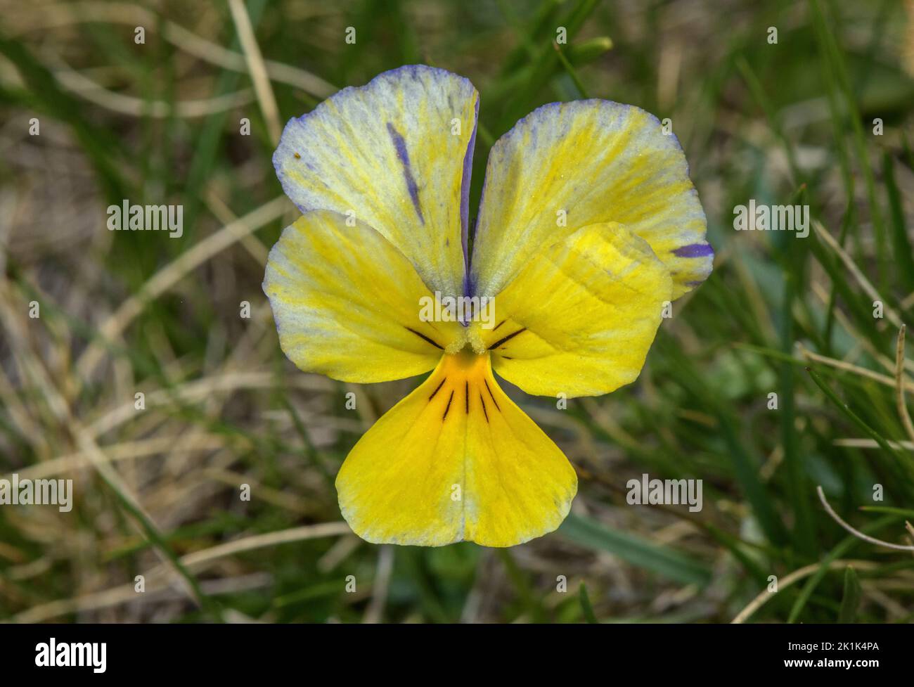 Colour form of Long-spurred Pansy, Viola calcarata in the Maritime Alps ...