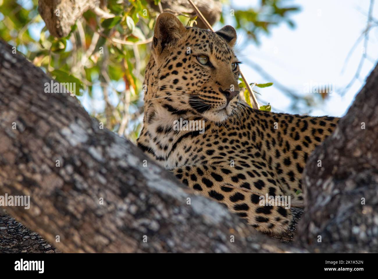 A young female leopard rests in a tree during the heat of an African ...