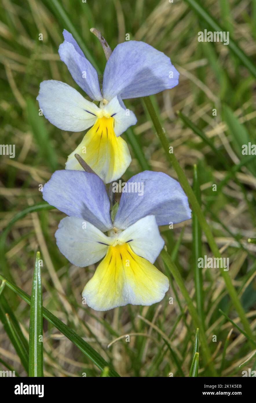 Colour form of Long-spurred Pansy, Viola calcarata in the Maritime Alps ...