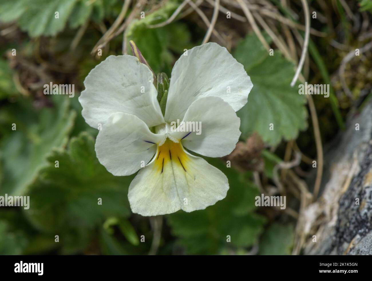 Colour form of Long-spurred Pansy, Viola calcarata in the Maritime Alps ...