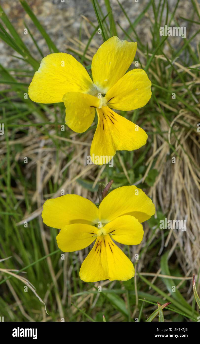Colour form of Long-spurred Pansy, Viola calcarata in the Maritime Alps ...