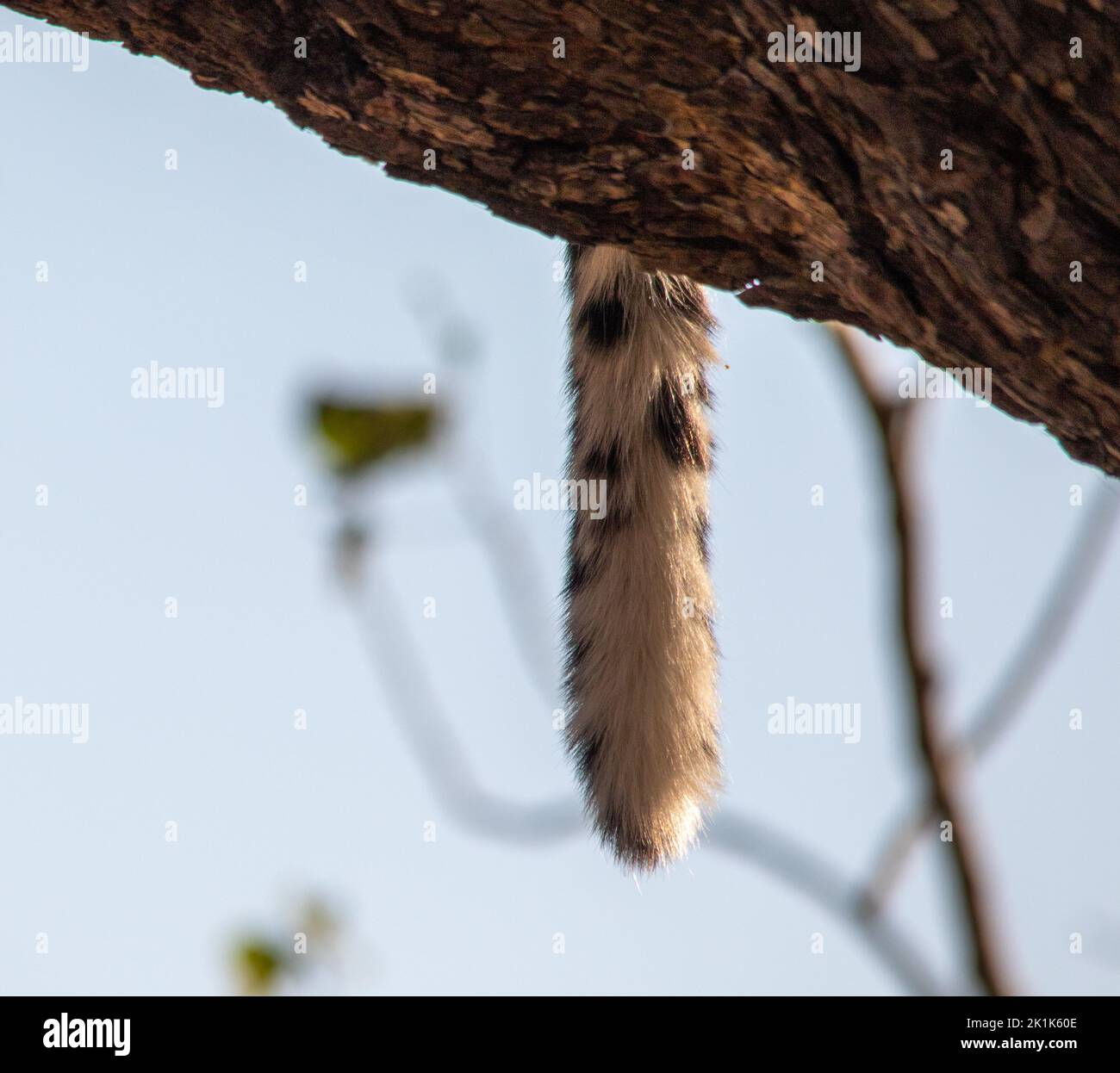The essence of Africa - a leopard's tail hangs under the branch its ...