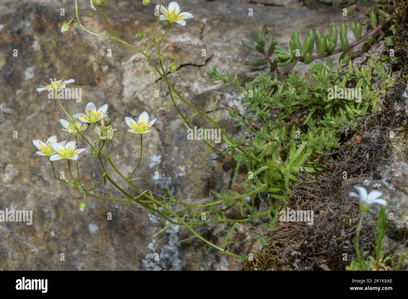 Rough saxifrage, Saxifraga aspera, in flower on rock ledge, Maritime ...