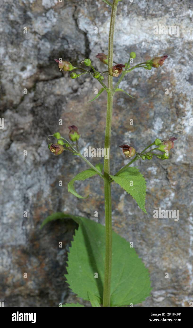 Common Figwort, Scrophularia nodosa in flower Stock Photo - Alamy