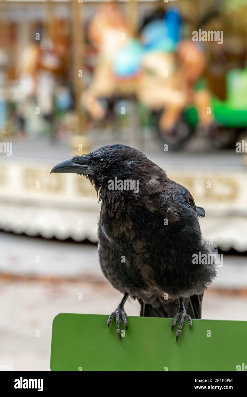 Crow in an urban garden hi-res stock photography and images - Alamy