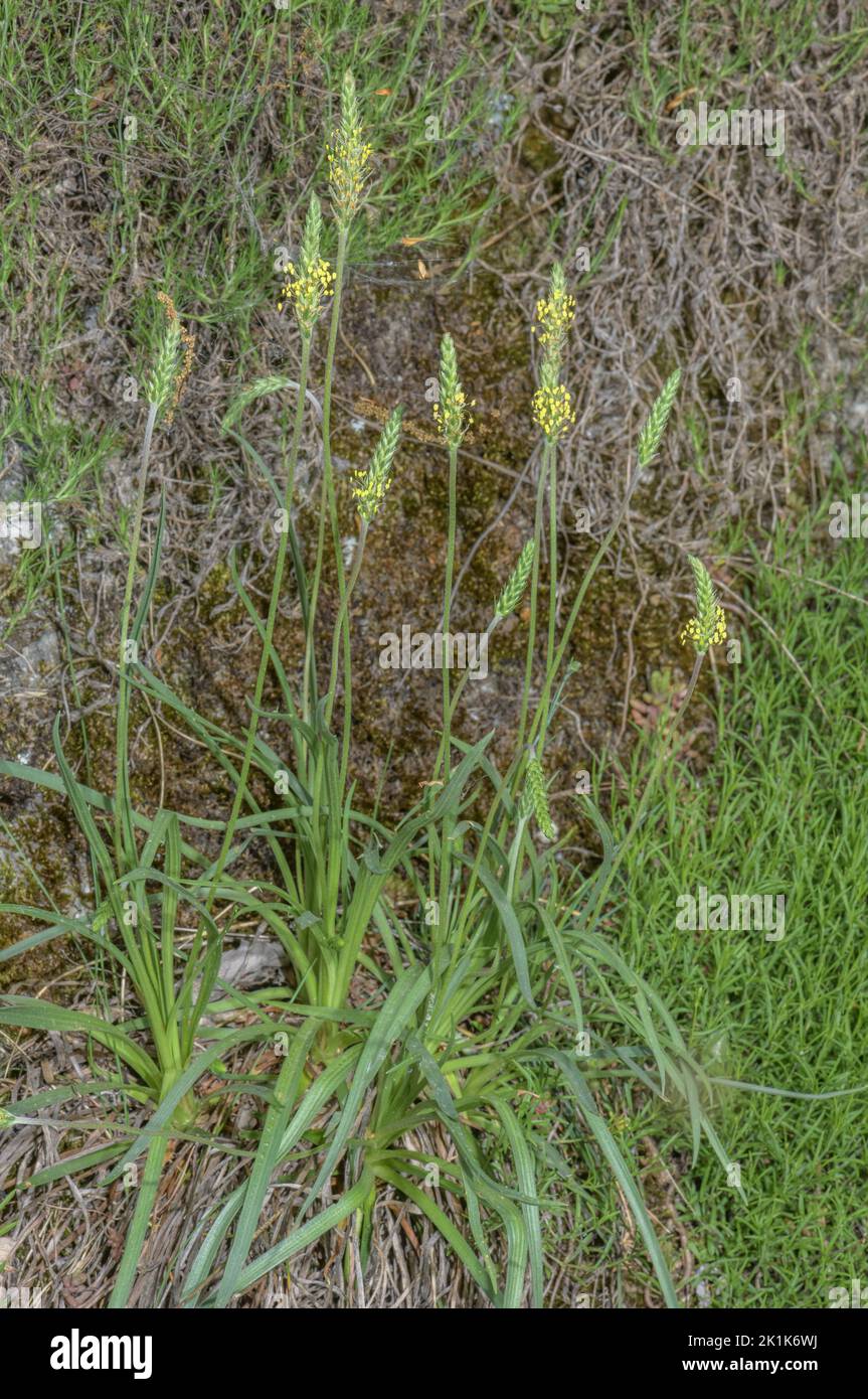 Plantago maritima subsp serpentina hi-res stock photography and images ...