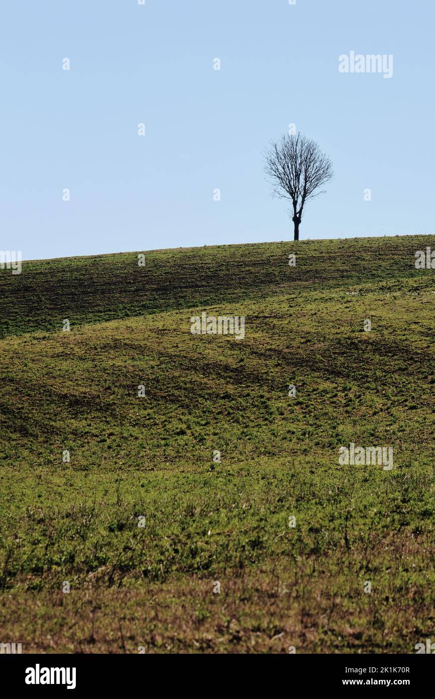 A vertical shot of a field with a leafless tree on the blue sky ...