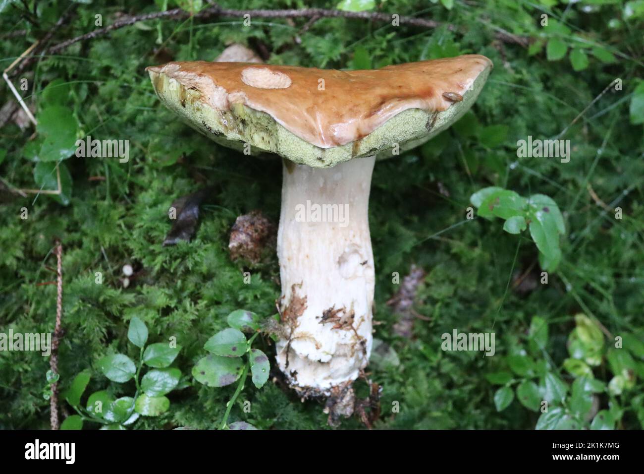 Boletus reticulatus mushroom in moss, in forest near Dobra Voda, Ceske ...