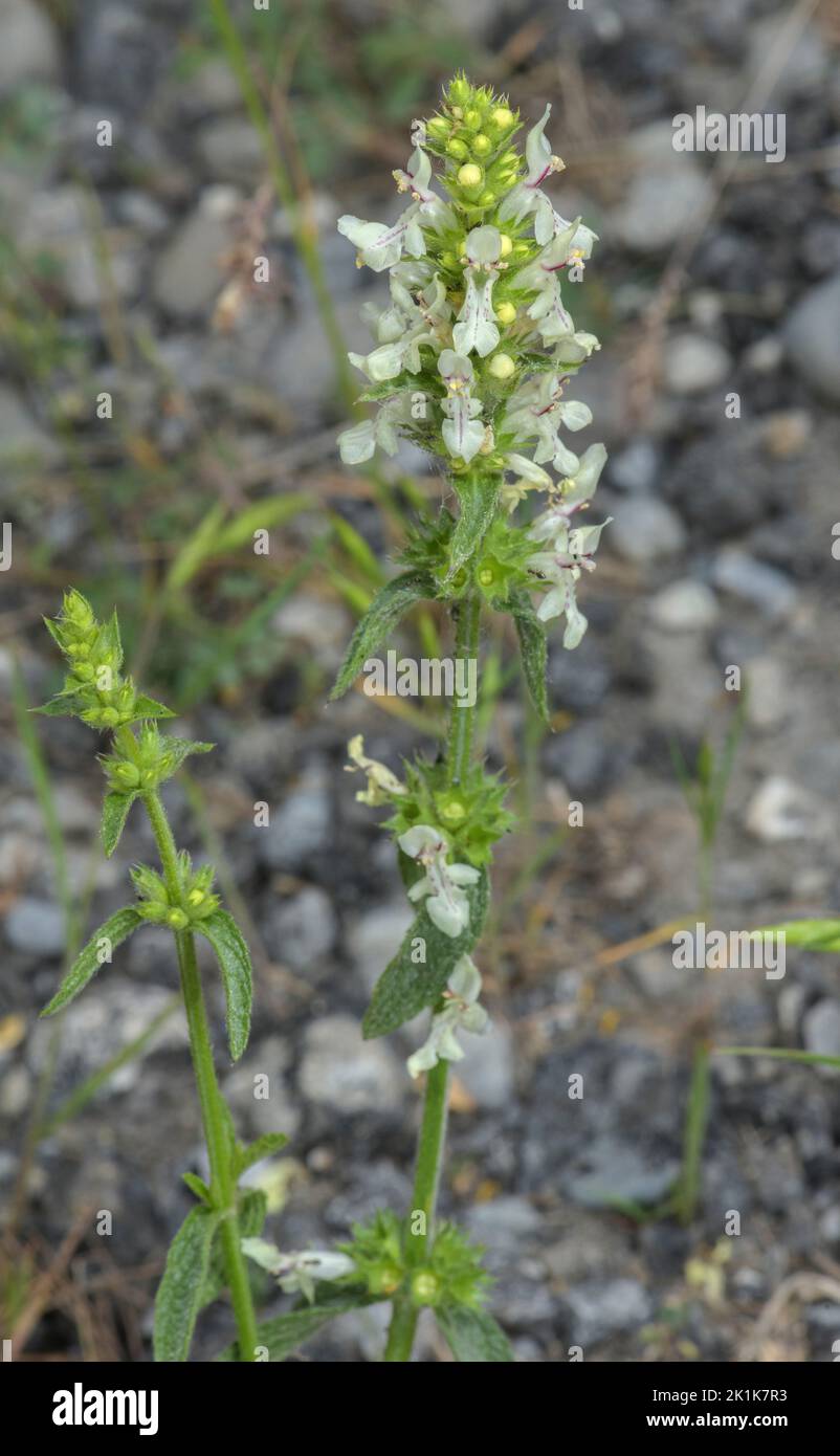 Stachys recta hi-res stock photography and images - Alamy
