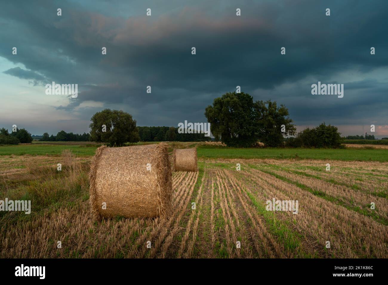 Straw bales in the field and cloudy sky, August rural landscape in ...