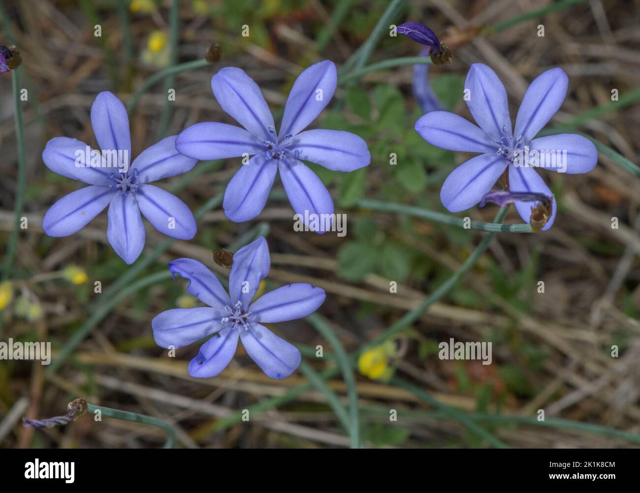 Blue Grass Lily, Aphyllanthes monspeliensis, in flower in garrigue ...