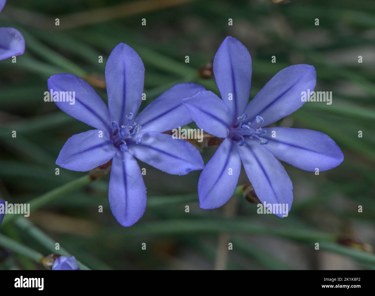 Blue Grass Lily, Aphyllanthes monspeliensis, in flower in garrigue ...