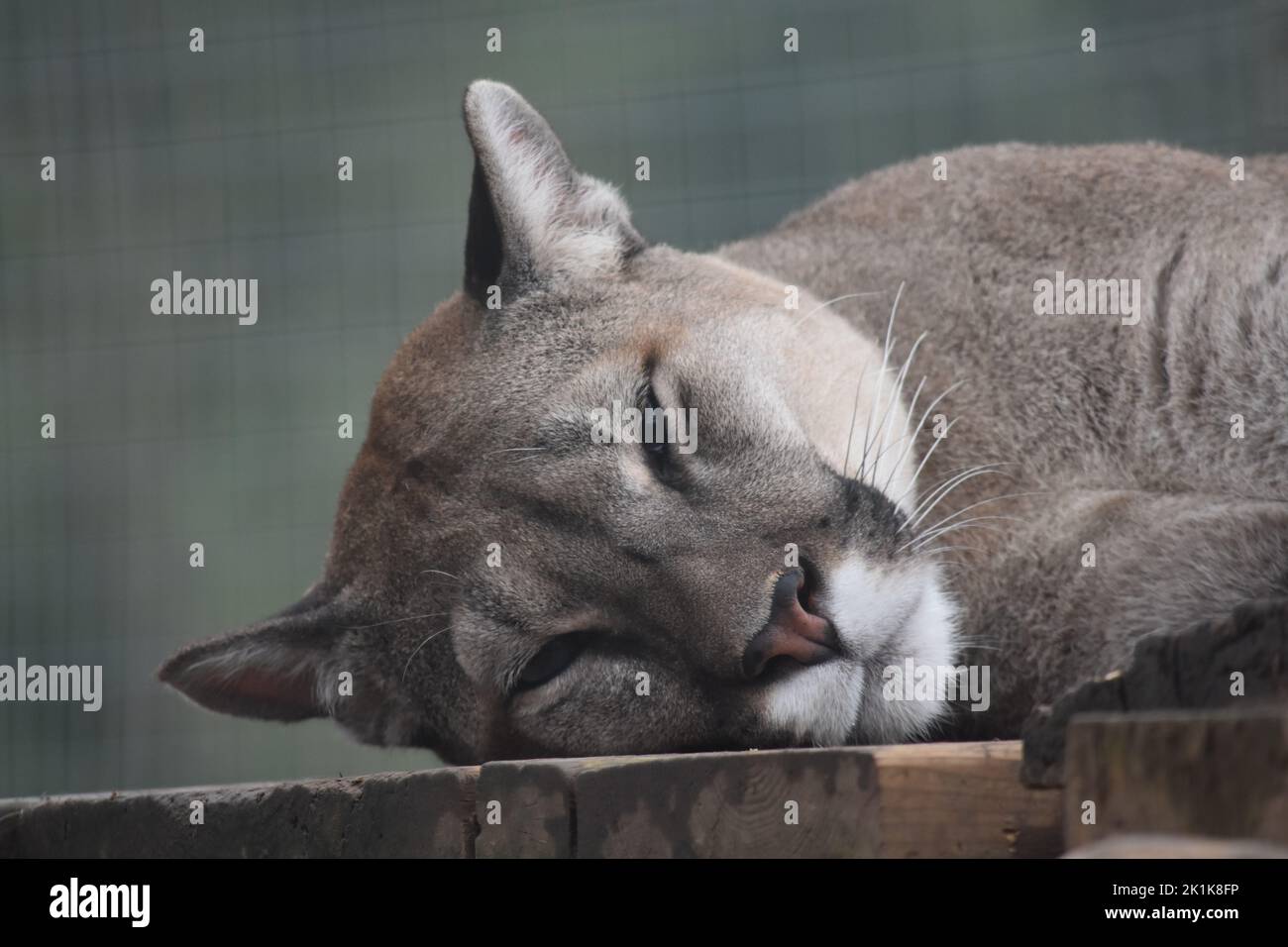 Puma ears hi-res stock photography and images - Alamy