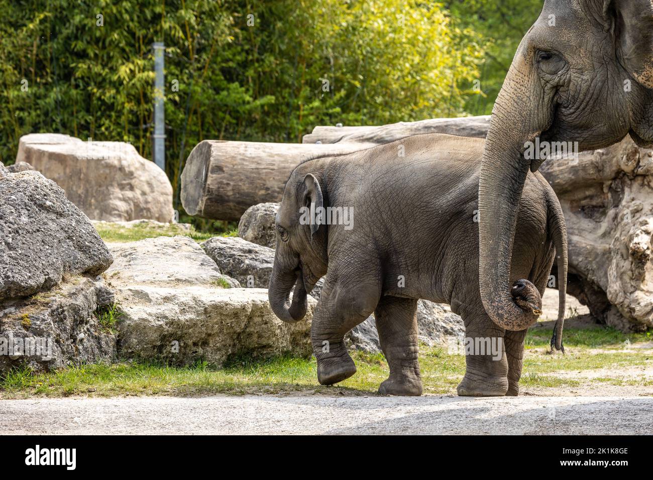 A young little Asian elephant, Elephas maximus also called Asiatic ...
