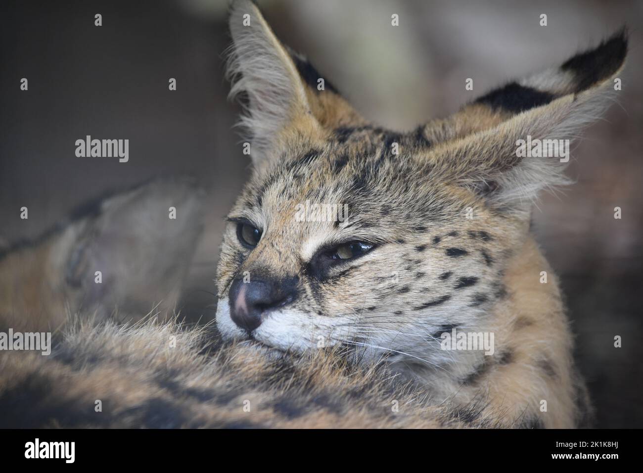 Serval eyes hi-res stock photography and images - Alamy