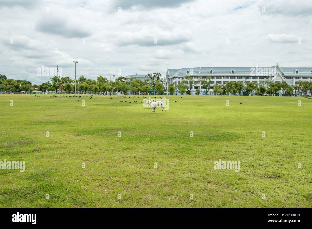Manila grass hi-res stock photography and images - Alamy