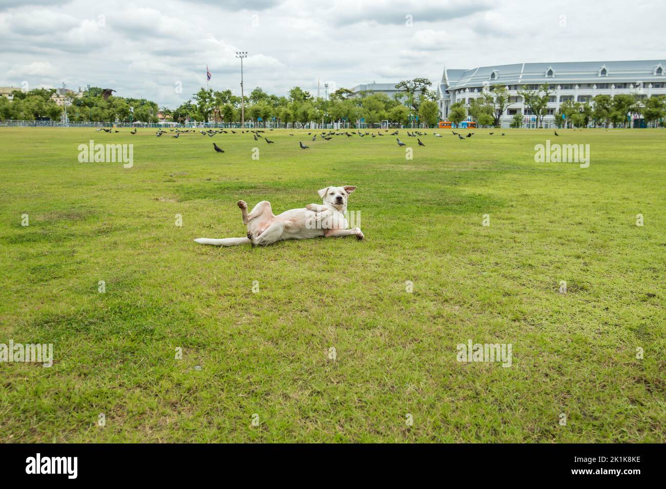 Dogs in manila hi-res stock photography and images - Alamy