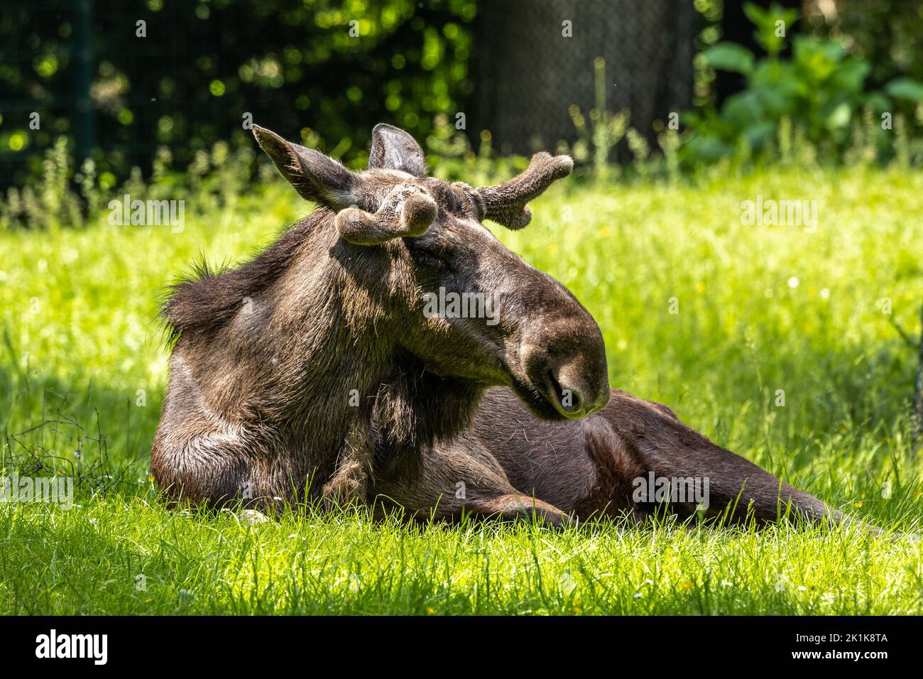 European Moose, Alces alces, also known as the elk. Wild life animal ...
