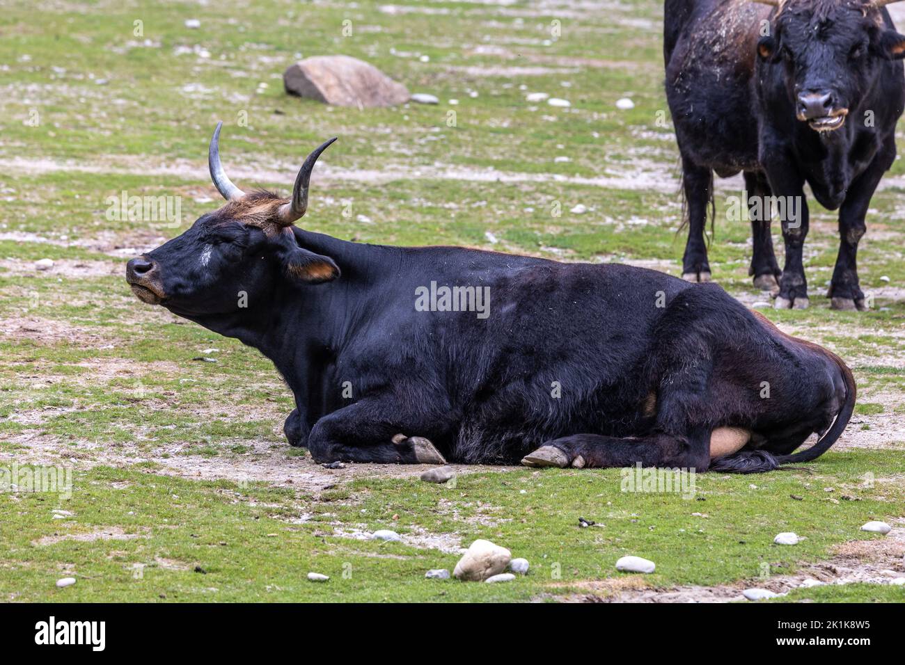 Heck cattle, Bos primigenius taurus, claimed to resemble the extinct ...