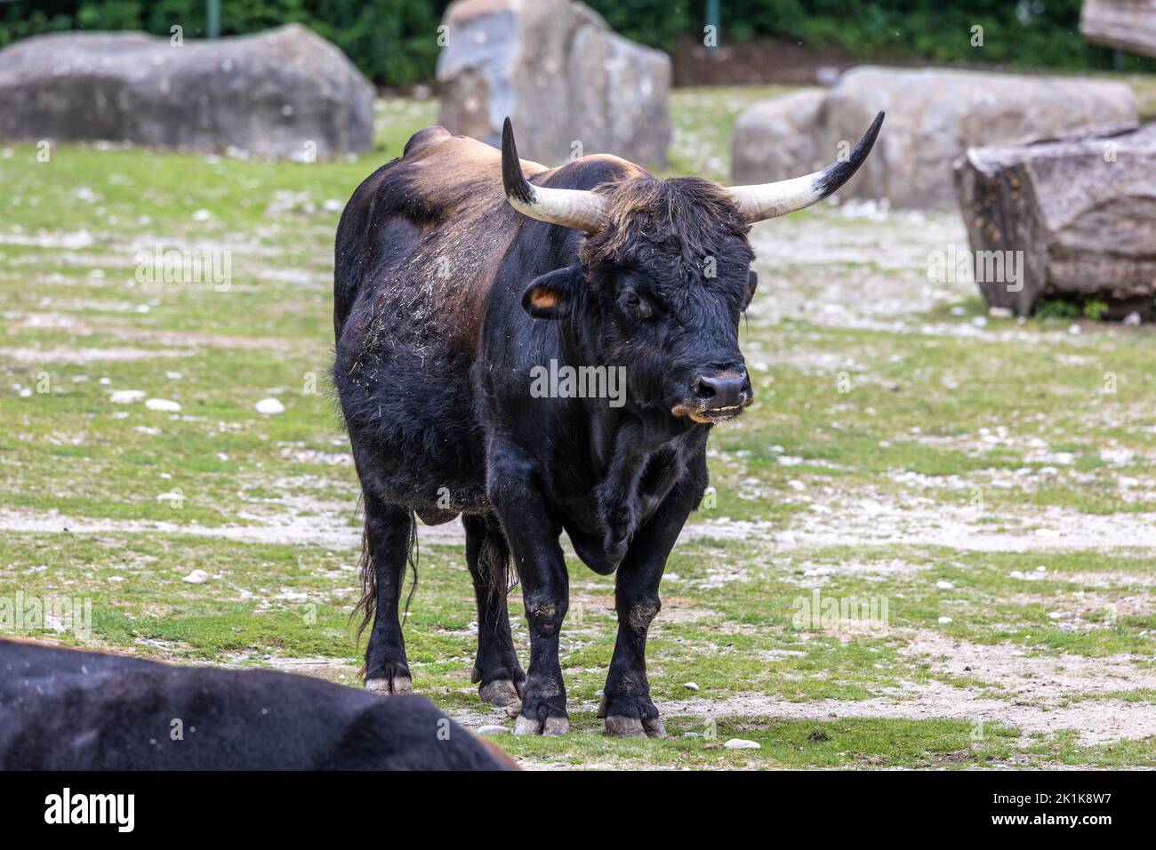 Heck cattle, Bos primigenius taurus, claimed to resemble the extinct ...