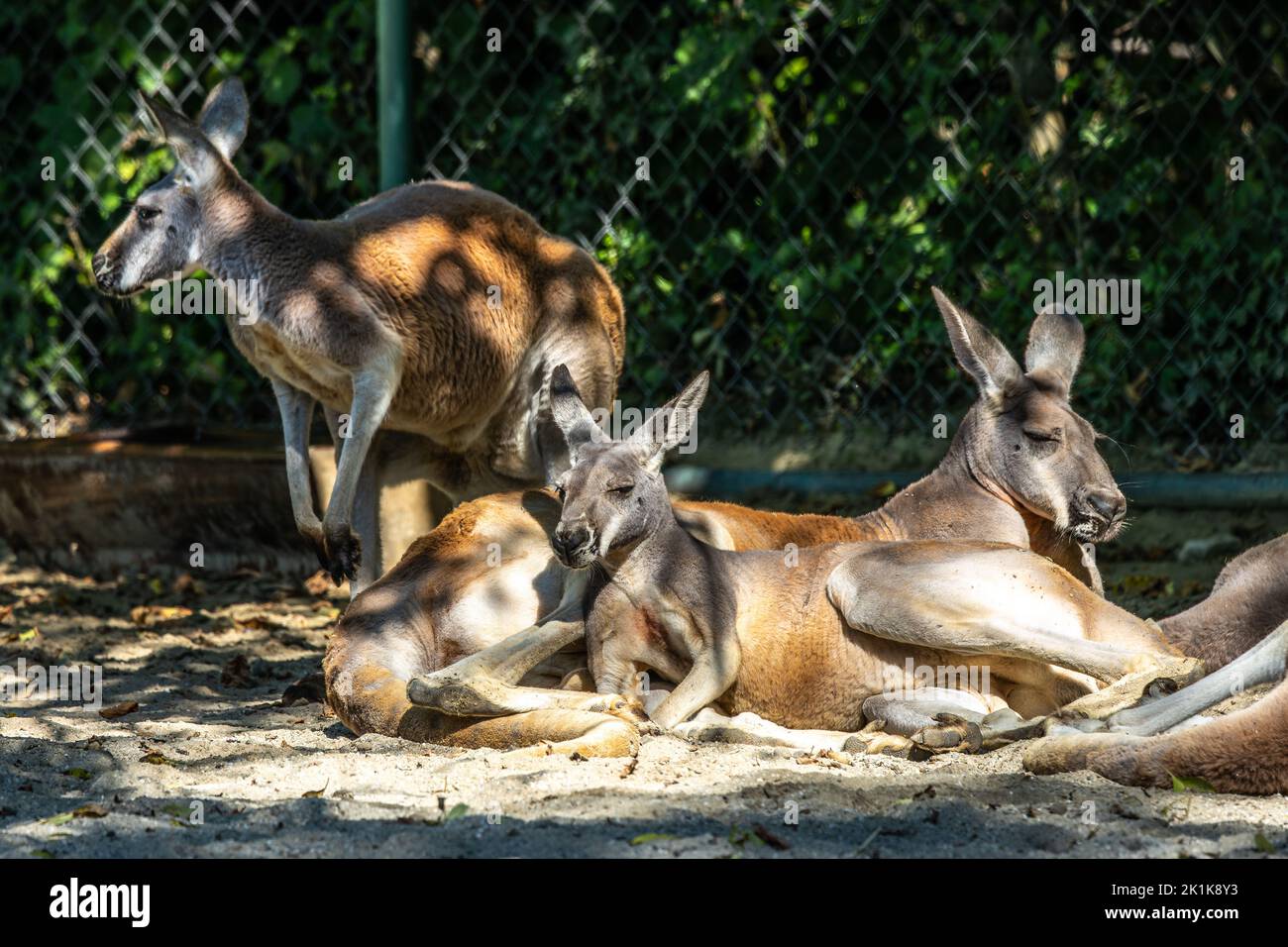 The red kangaroo, Macropus rufus is the largest of all kangaroos, the ...