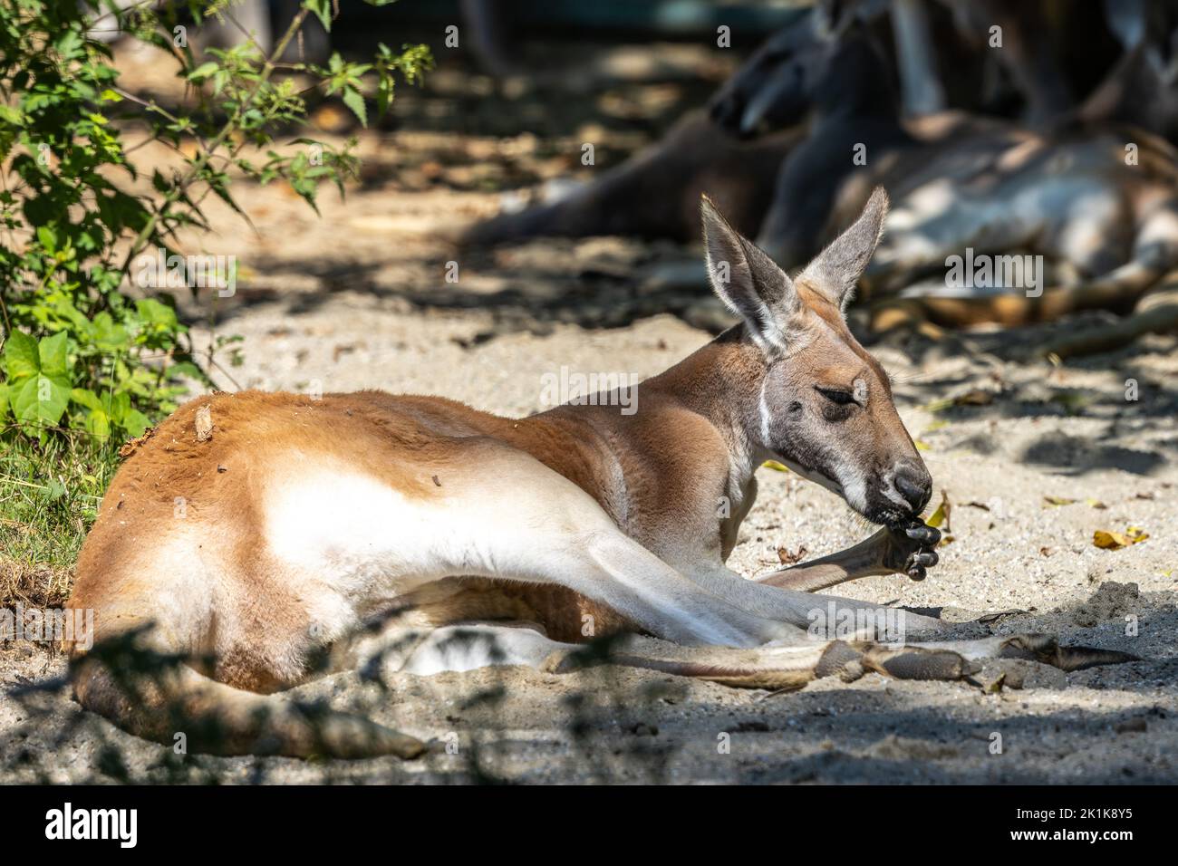 The red kangaroo, Macropus rufus is the largest of all kangaroos, the ...