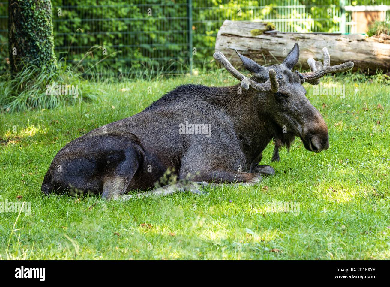 European Moose, Alces alces, also known as the elk. Wild life animal ...