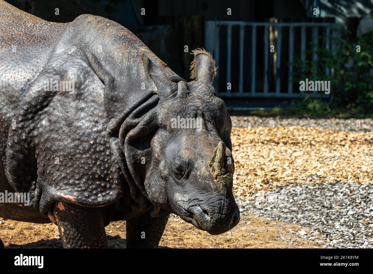 The Indian Rhinoceros, Rhinoceros unicornis is also called Greater One ...