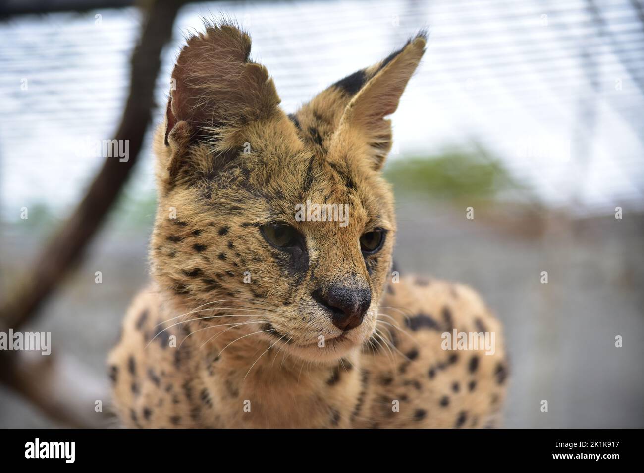 Serval eyes hi-res stock photography and images - Alamy