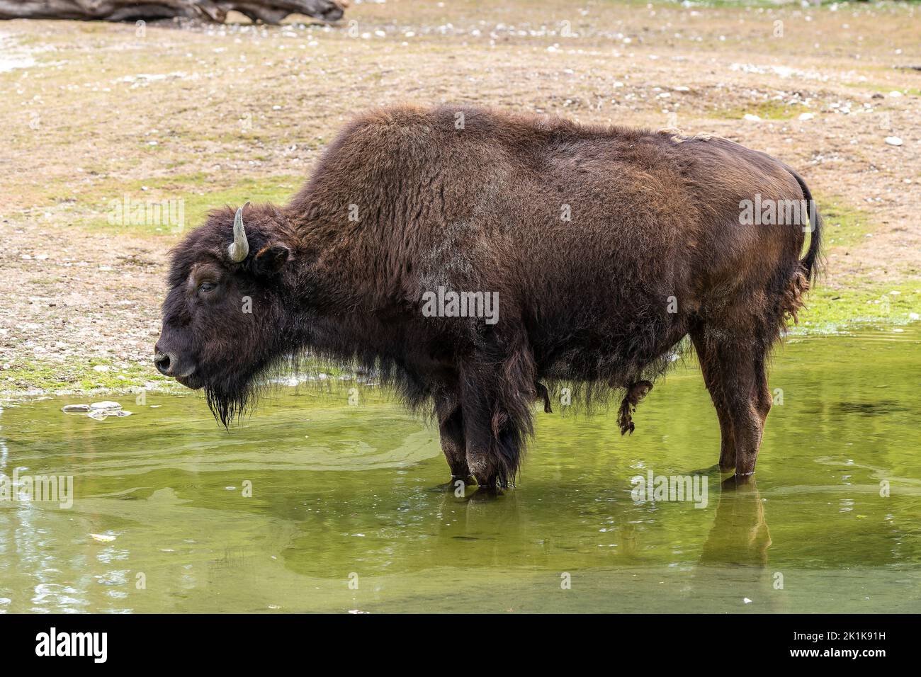 The American bison or simply bison, also commonly known as the American ...