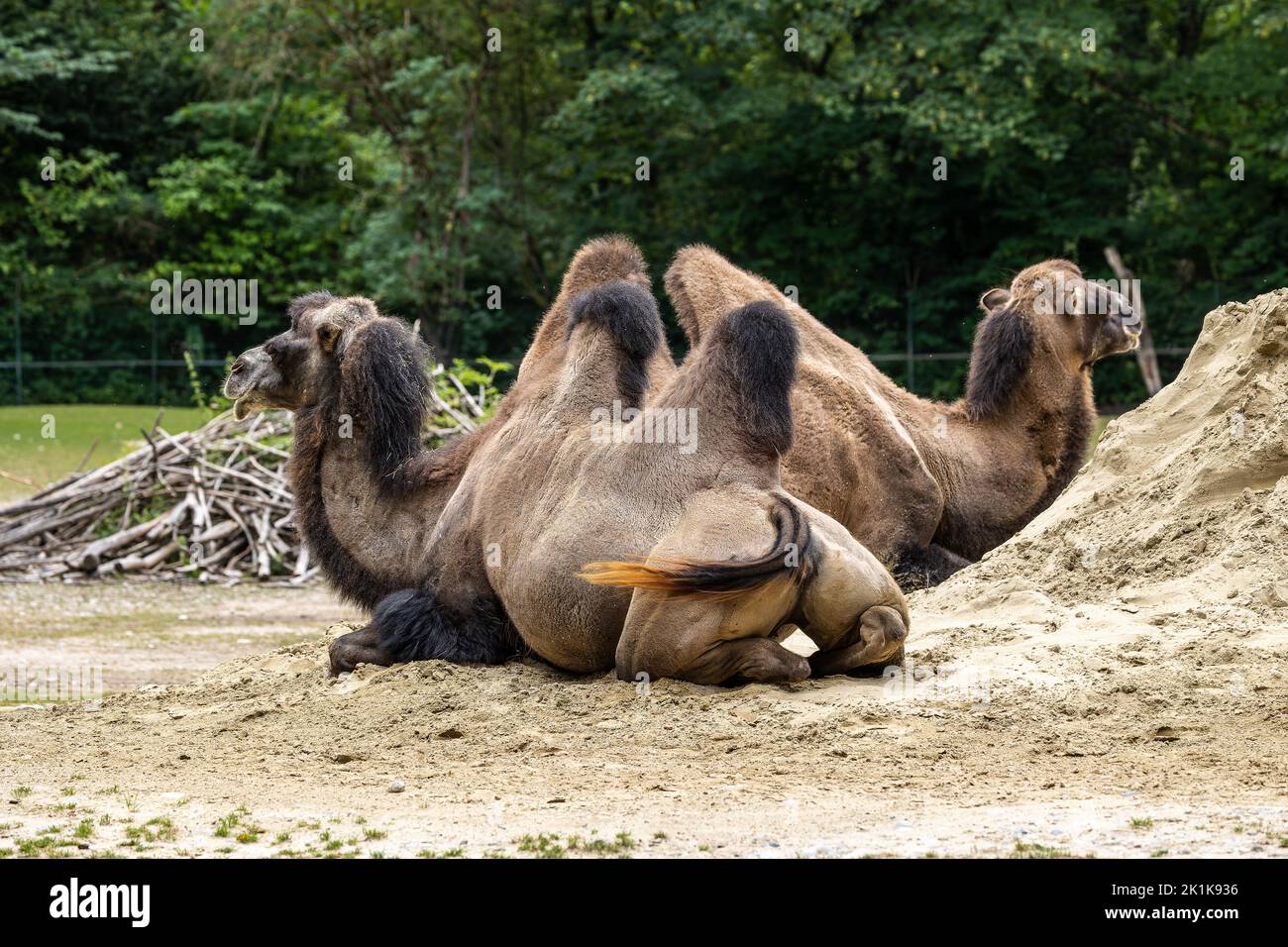 The Bactrian camels, Camelus bactrianus is a large, even-toed ungulate ...