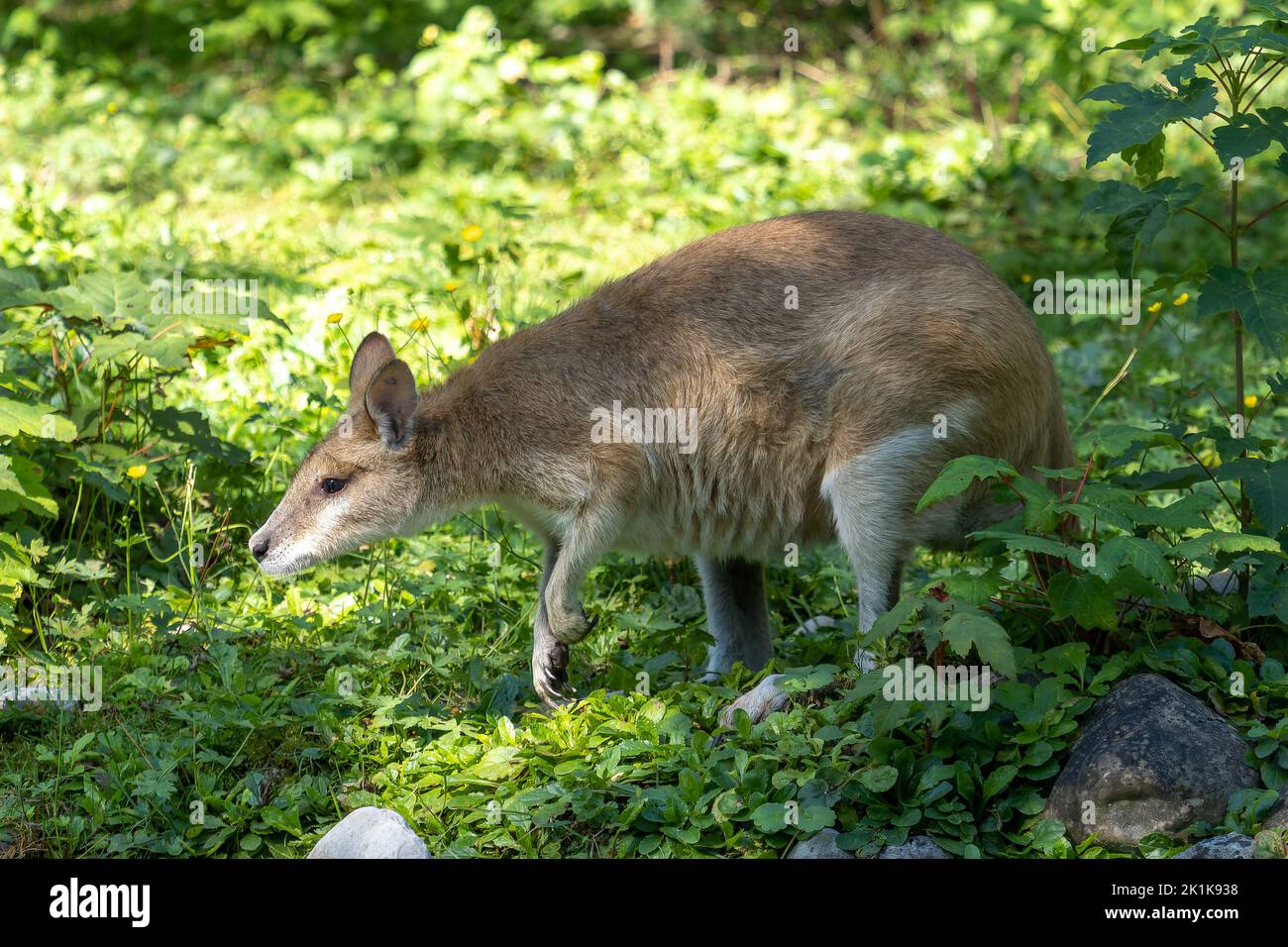 The agile wallaby, Macropus agilis also known as the sandy wallaby is a ...
