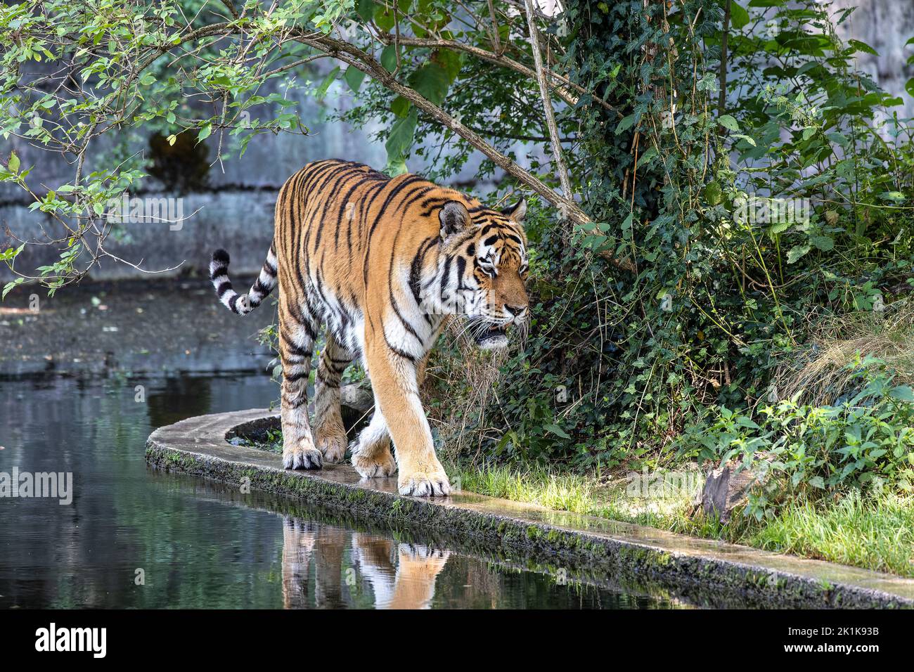 The Siberian tiger,Panthera tigris altaica is the biggest cat in the ...